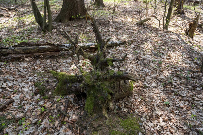 Roots and Tree Trunk Overgrown with Moss in Forest Stock Photo - Image ...