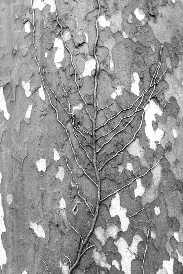 Roots on a tree trunk stock image. Image of growing - 114998669