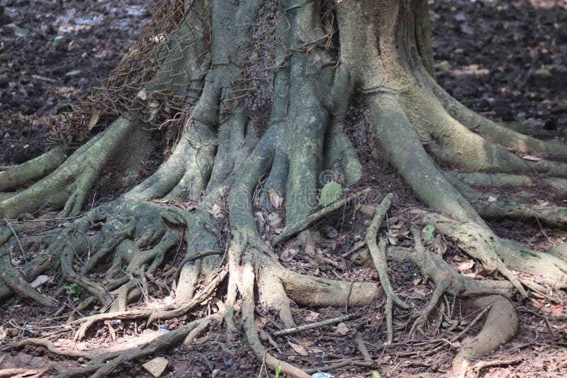 The Roots of the Tree Trunks Climbing Stock Photo - Image of roots ...