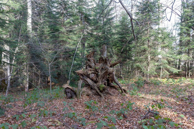 Exposed Roots of a Fallen Tree in a Wooded Area, a State of Rest Stock ...