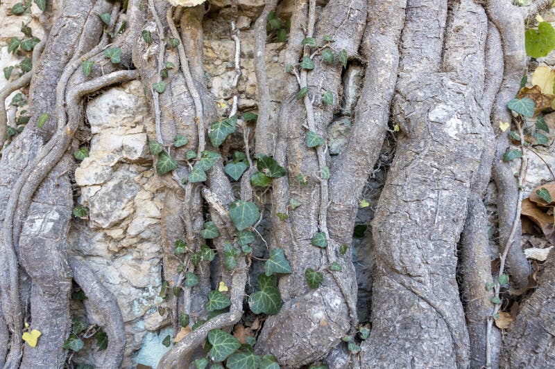 The Roots of a Tree Twining Around a Stone Canyon in a Mountainous Area ...