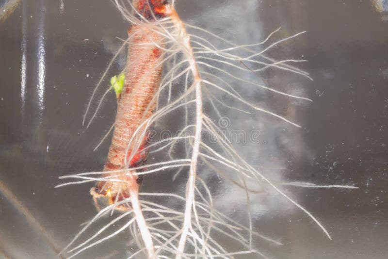 The Roots of the Tree Under the Water Grew on a Willow Branch Stock ...