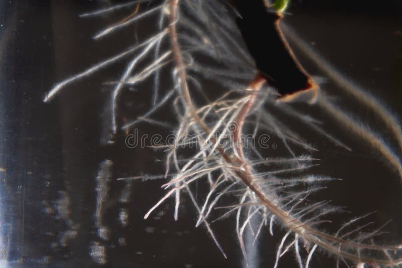 The Roots of the Tree Under the Water Grew on a Willow Branch Stock ...