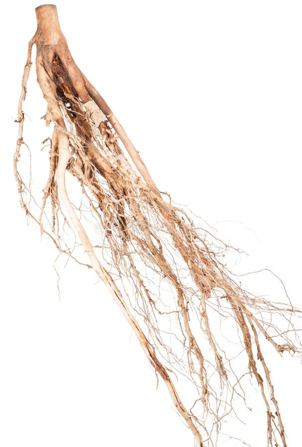 Roots tree stock photo. Image of growth, trunk, outdoor - 94008198