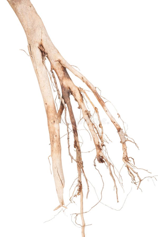 Roots tree stock photo. Image of environment, trunk, system - 94008244