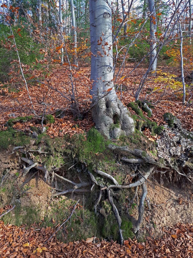 Roots stock photo. Image of forest, natural, landscape - 151343684