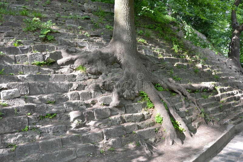 The Roots of the Tree are Woven into the Brickwork of the Building ...
