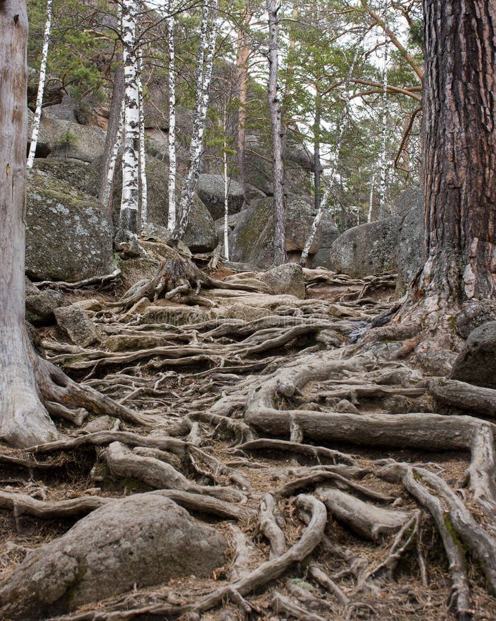 Trail of Roots stock image. Image of rain, state, hike - 93134509