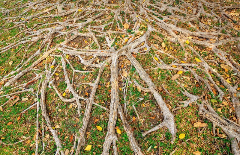 The Roots of Trees are Abundant on the Grass Stock Photo - Image of ...