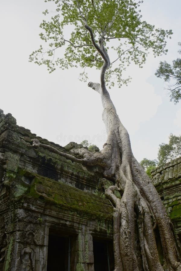 Ancient Giant Trees Growing in Amongst Temple Buildings Stock Image ...