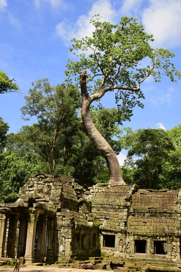 Ancient Giant Trees Growing in Amongst Temple Buildings Stock Image ...