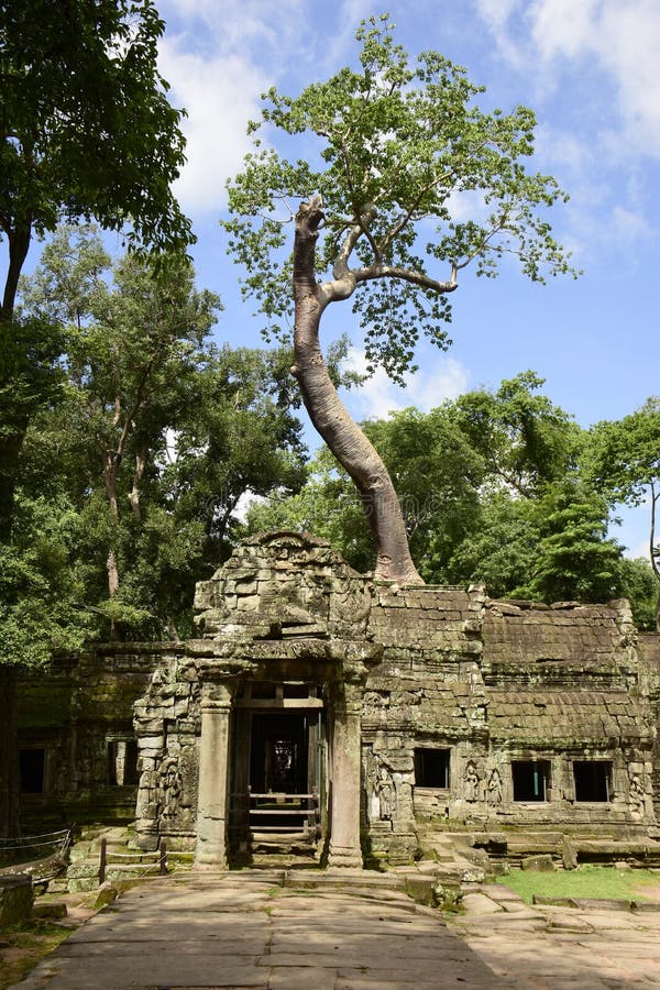 Ancient Giant Trees Growing in Amongst Temple Buildings Stock Image ...