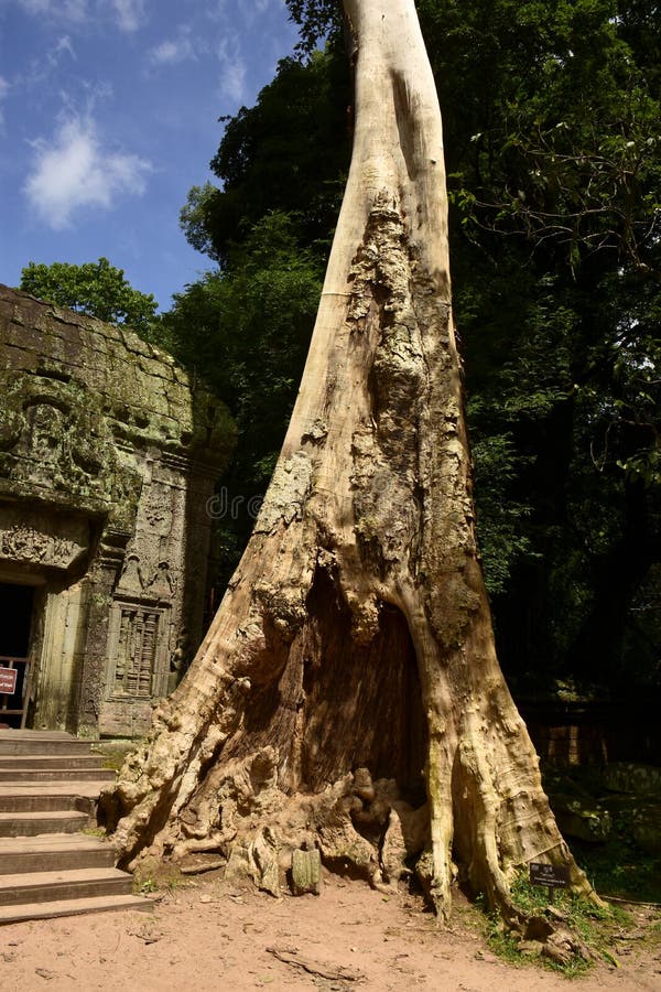 Ancient Giant Trees Growing in Amongst Temple Buildings Stock Photo ...