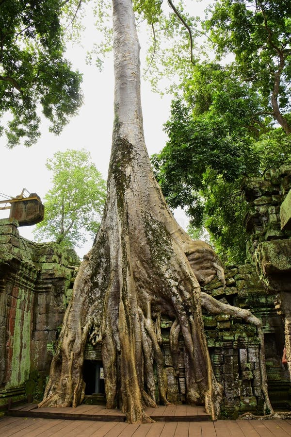 Ancient Giant Trees Growing in Amongst Temple Buildings Stock Image ...