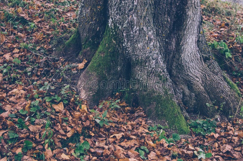 Roots of Trees in Autumn. Fallen Leaves Stock Image - Image of midnight ...