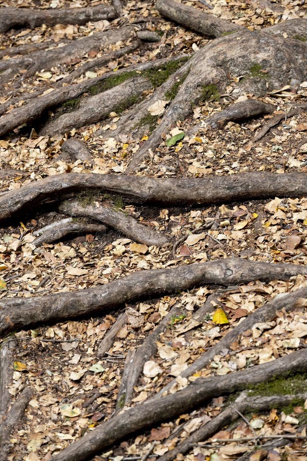 Roots of Trees Coming Out of the Ground Stock Image - Image of tall ...