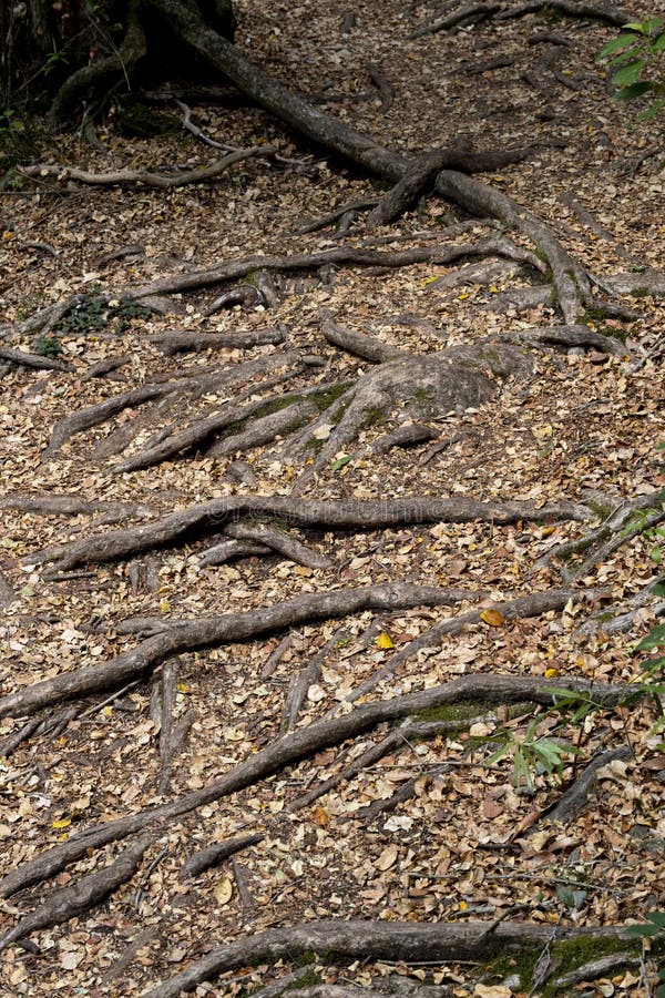 Roots of Trees Coming Out of the Ground Stock Photo - Image of cedar ...