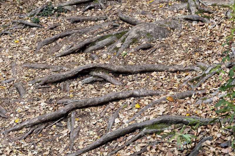 Roots of Trees Coming Out of the Ground Stock Image - Image of long ...