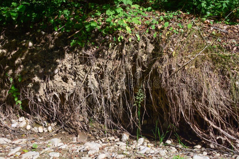 Roots of Trees in Crease the River Stock Image - Image of fallen ...