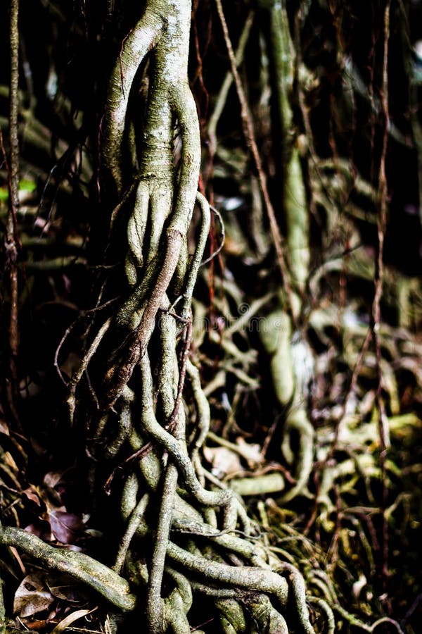 The Roots of the Trees in the Forest Stock Image - Image of season ...
