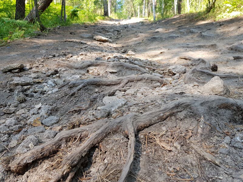 Tree Roots on a Forest Trail Stock Image - Image of tree, spring: 192999805