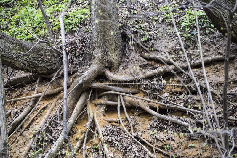 The roots of trees stock image. Image of bark, amazing - 76365219