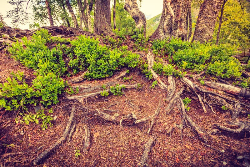 Roots of Trees with Green Plants in Forest Stock Photo - Image of ...