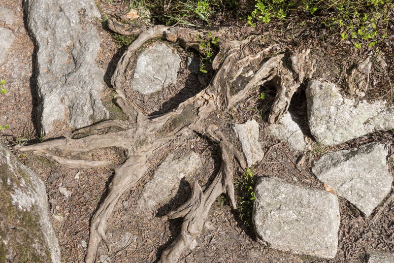 Roots of Trees Growing on a Hiking Trail Stock Image - Image of ...