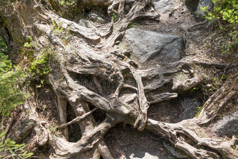Roots of Trees Growing on a Hiking Trail Stock Photo - Image of ...