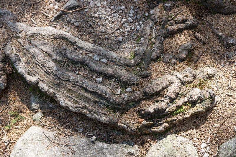 Roots of Trees Growing on a Hiking Trail Stock Image - Image of famous ...