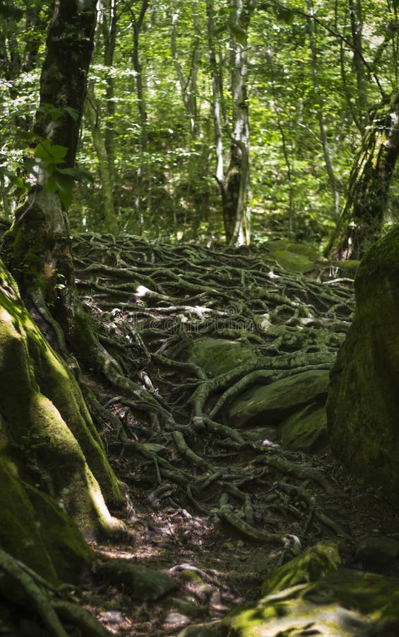 The Roots of the Trees Growing on the Rocks Stock Image - Image of ...