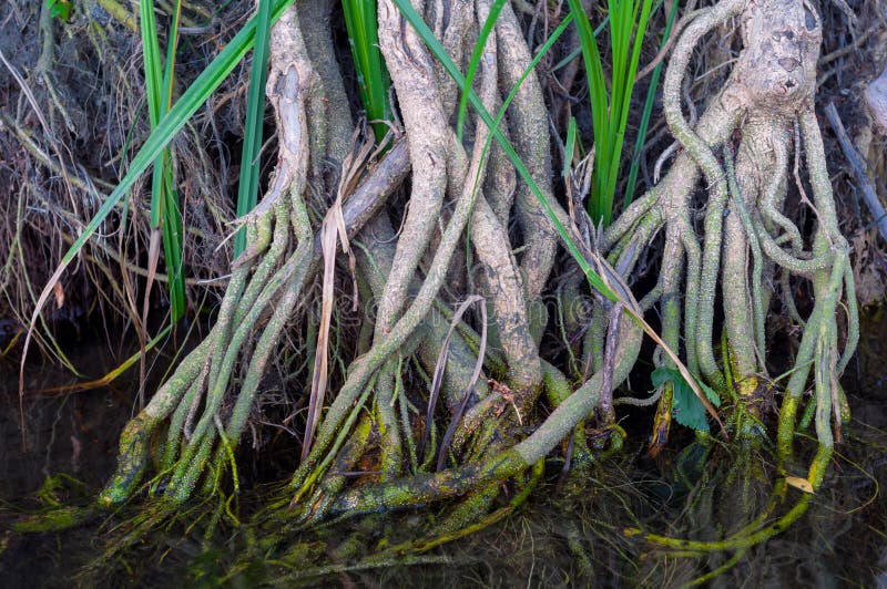 Roots of Trees Growing in the Water on the Shore of the River Stock ...