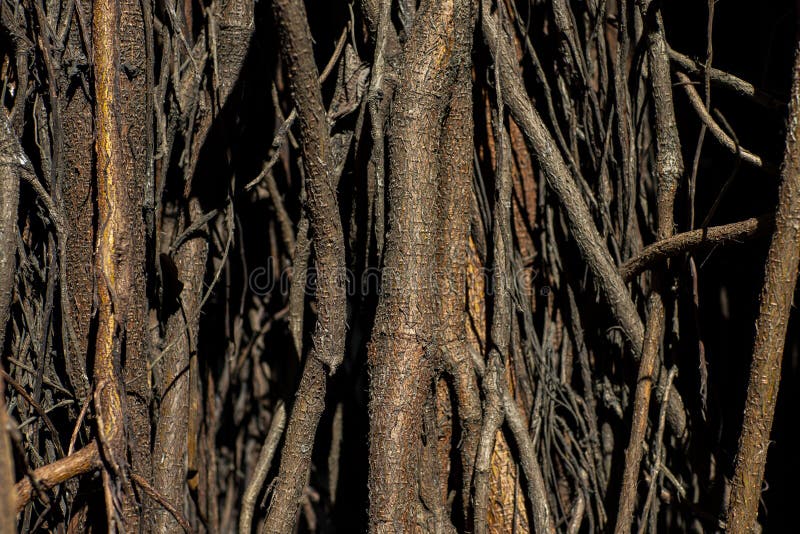 Roots of Trees. Huge Tree Trunk and Large Exposed Roots Stock Image ...