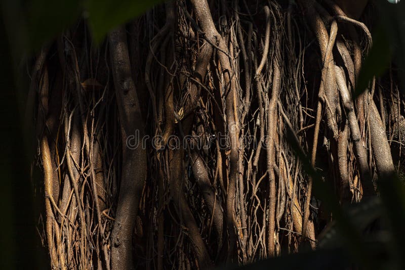 Roots of Trees. Huge Tree Trunk and Large Exposed Roots Stock Image ...