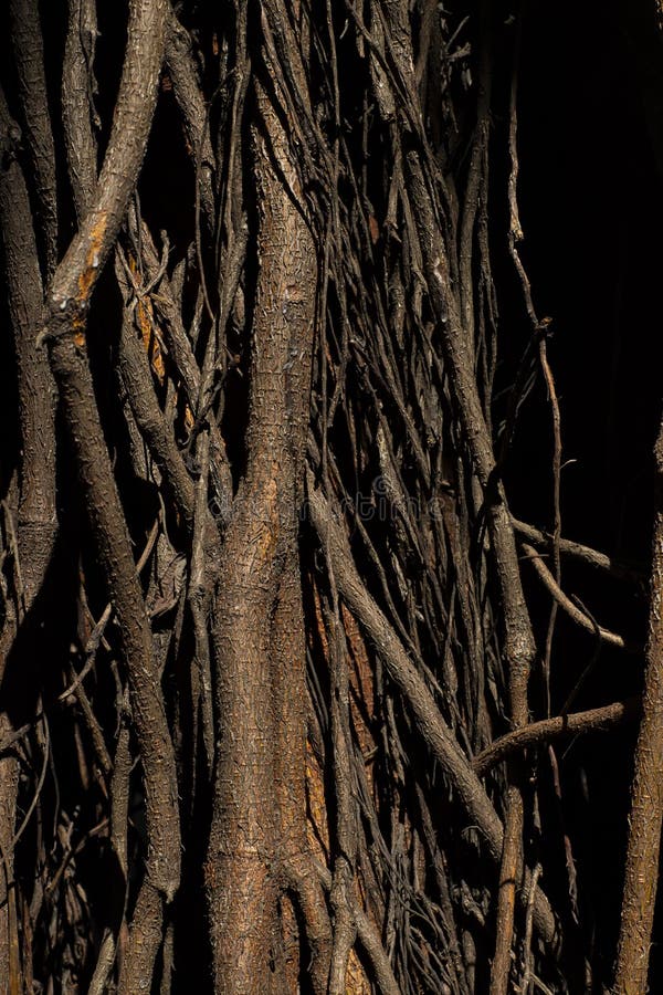 Roots of Trees. Huge Tree Trunk and Large Exposed Roots Stock Image ...