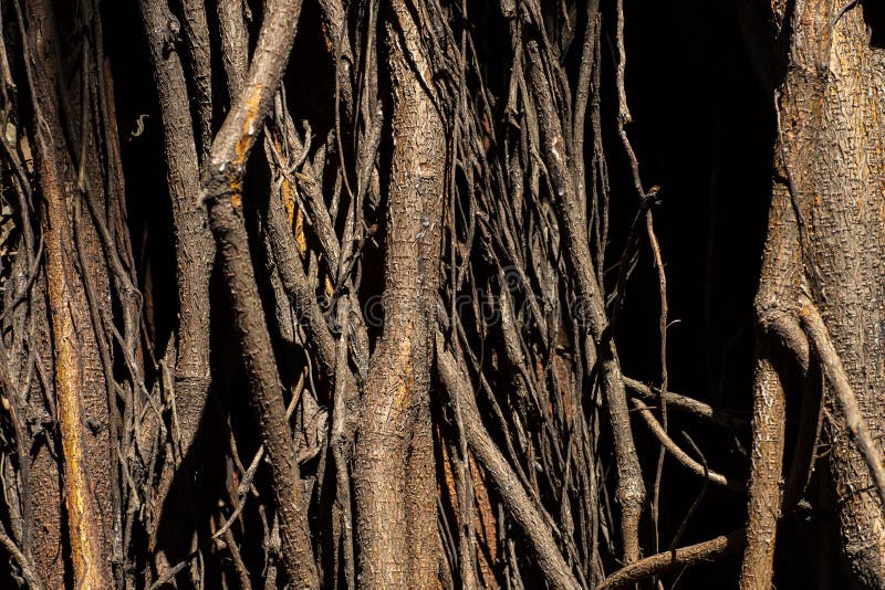 Roots of Trees. Huge Tree Trunk and Large Exposed Roots Stock Photo ...
