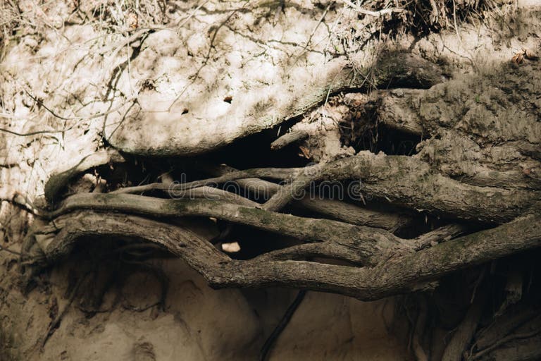 Roots of Trees Inside of a Gully Stock Photo - Image of root, landform ...