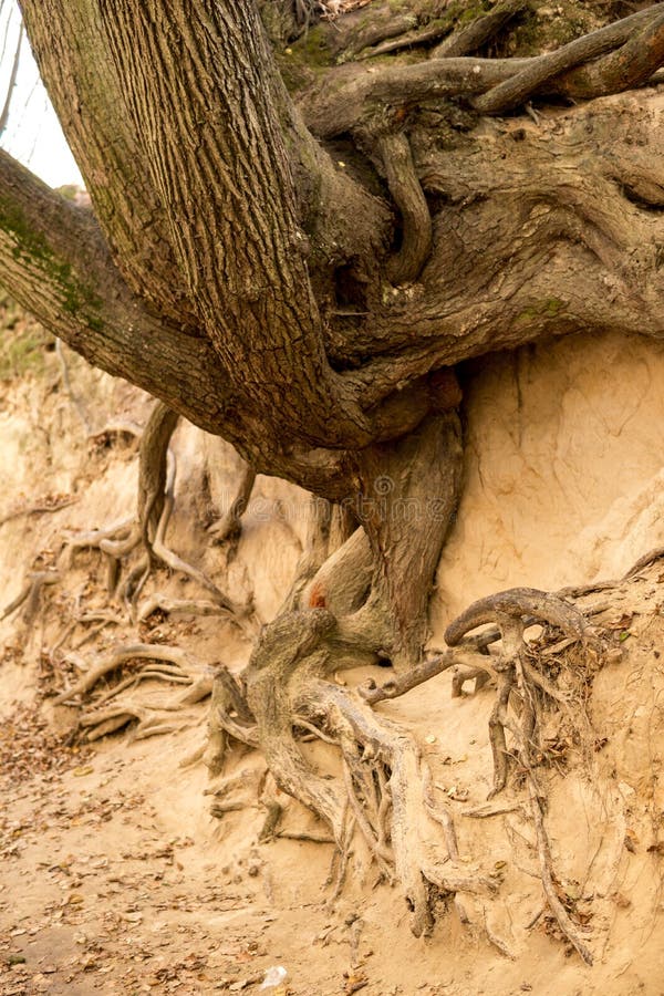 Roots of Trees Inside of a Gully Stock Photo - Image of tree, bottom ...