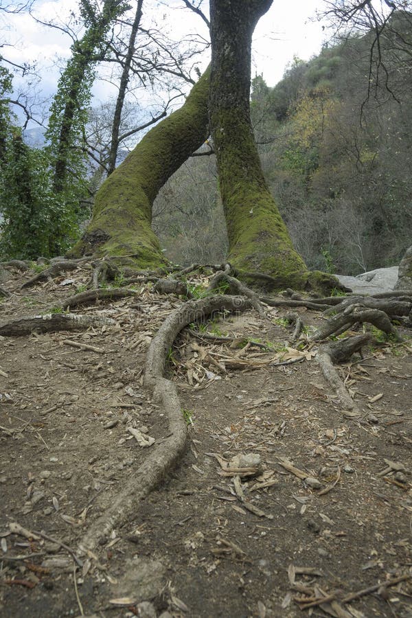 Roots of Trees Intertwined Vertically with Moss in a Humid Area of a ...