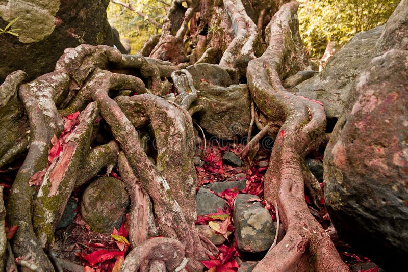 The Roots of the Trees are Located on the Stone Stock Image - Image of ...