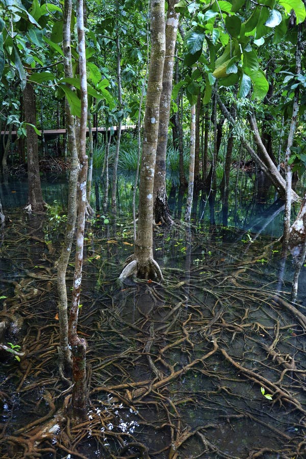Roots of Trees in Mangrove Forest Stock Photo - Image of beautiful ...