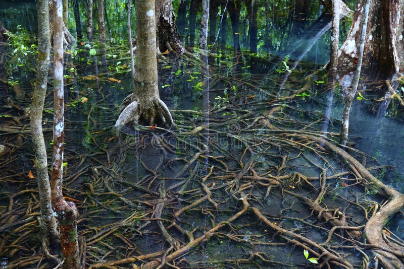 Roots of Trees in Mangrove Forest Stock Photo - Image of green ...