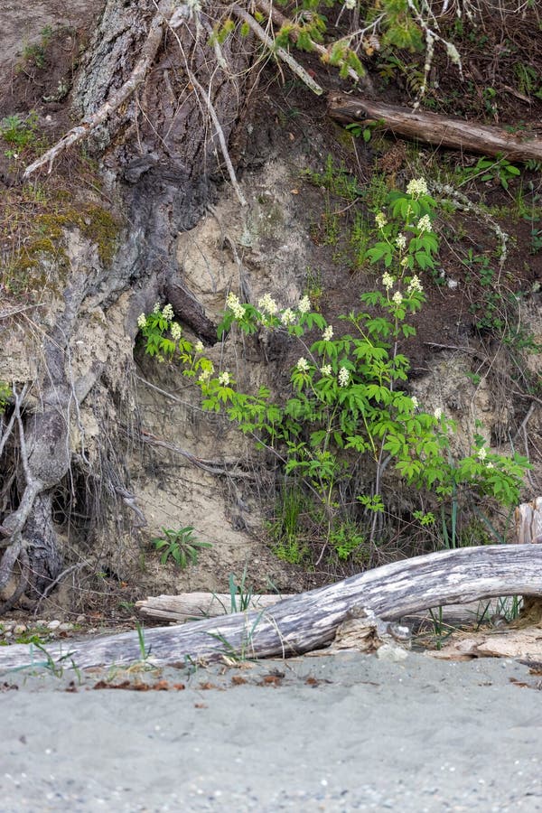 Roots and Trees Near Cliff in Washington Stock Photo - Image of cliff ...
