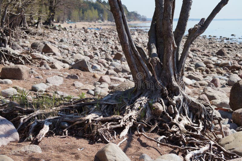 The Roots of the Trees on the Rocks and the Sand Stock Photo - Image of ...