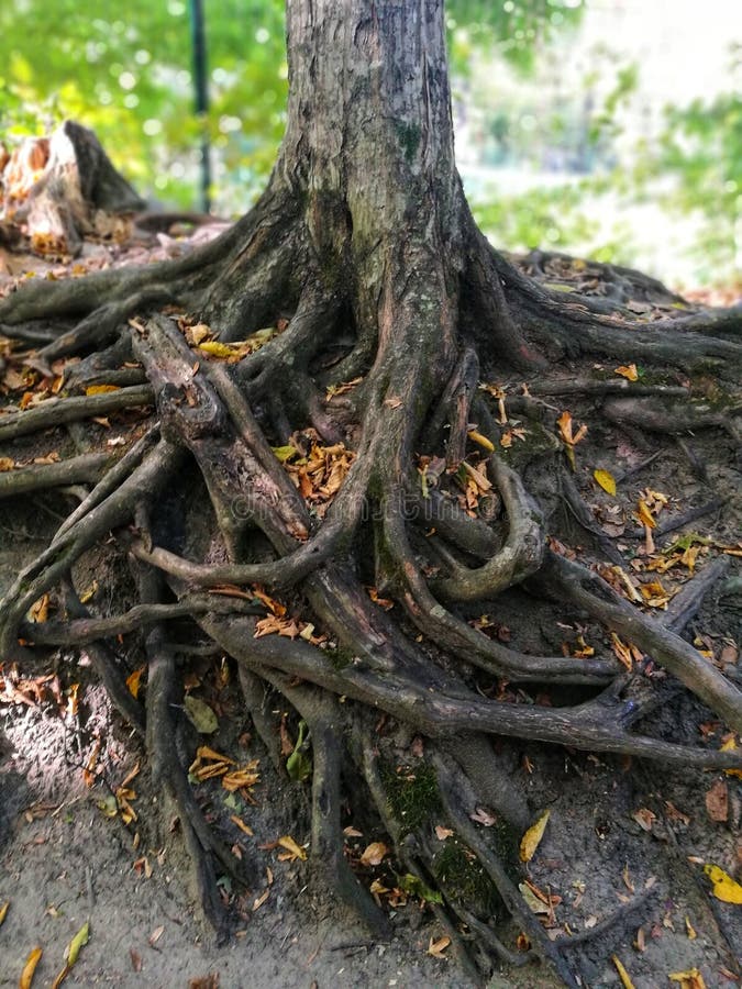 The roots of trees stock photo. Image of autmn, roots - 159345996
