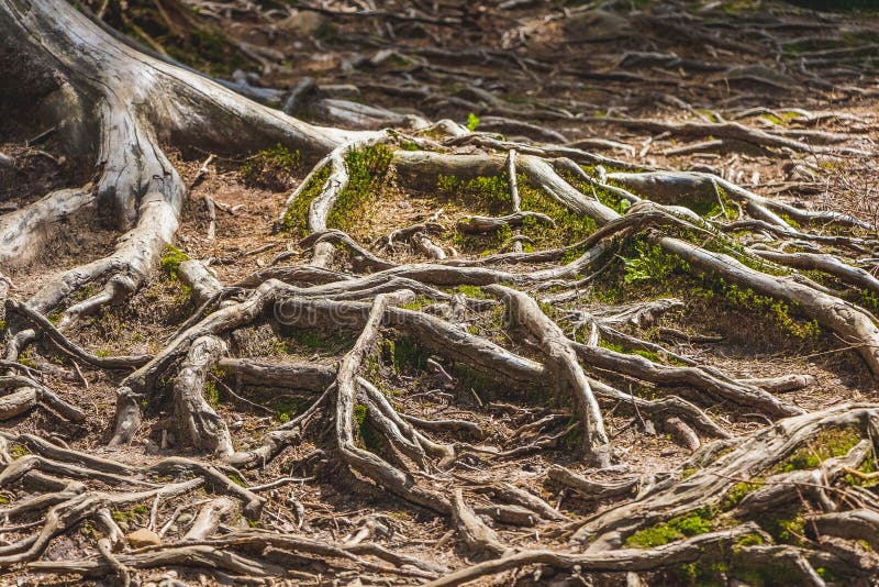 The Roots of the Trees on the Soil Surface Form an Amazing Pattern ...