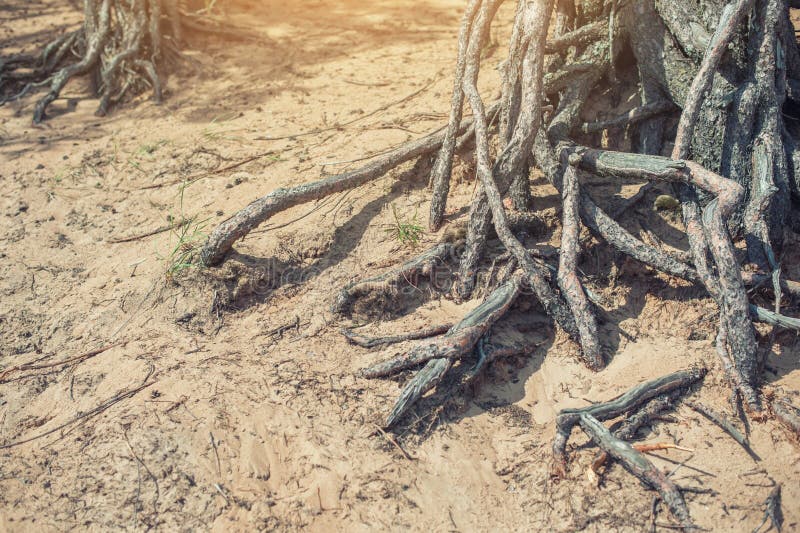 The Roots of the Trees Stick Out Above the Ground. Roots Lying on the ...