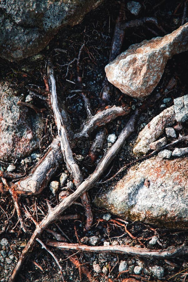 The Roots of the Trees between the Stones Stock Image - Image of shore ...
