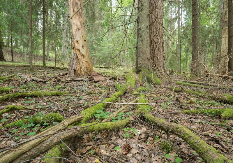 Roots and Trees in Untouched Coniferous Forest Stock Photo - Image of ...