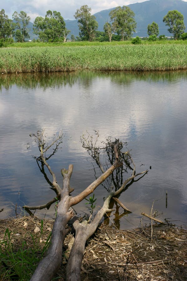 A Roots of Trees in the Water. Reflection of Tree Branches Stock Photo ...